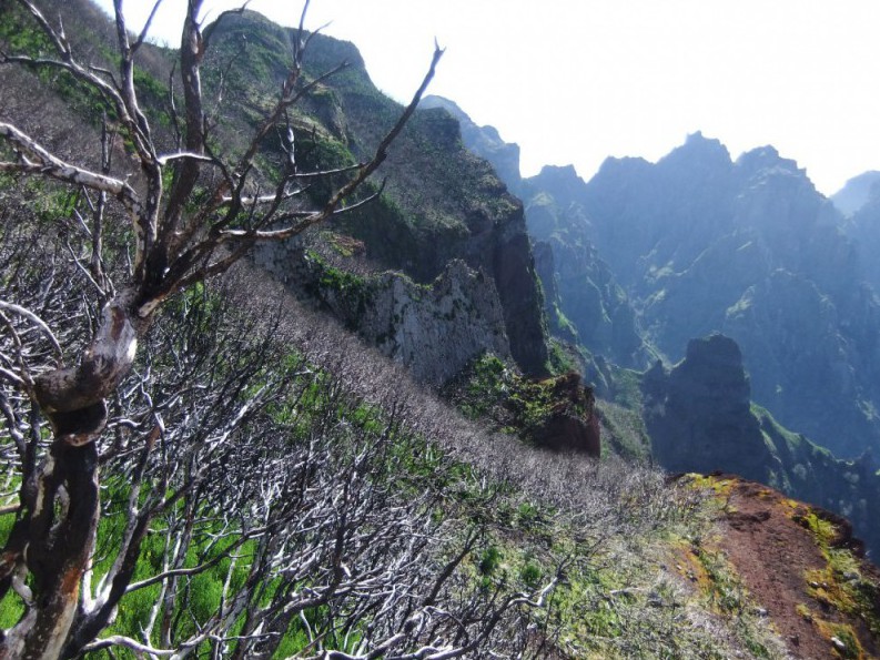 Pico Canário :: Natureza da Madeira