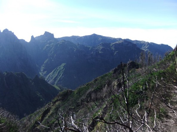 Pico Canário :: Natureza da Madeira